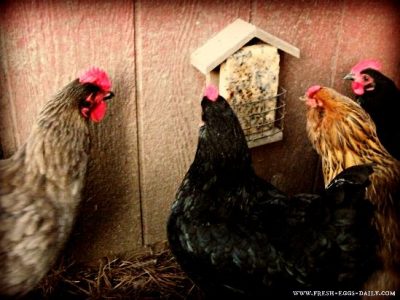 Suet Blocks for Wild Birds - Grit